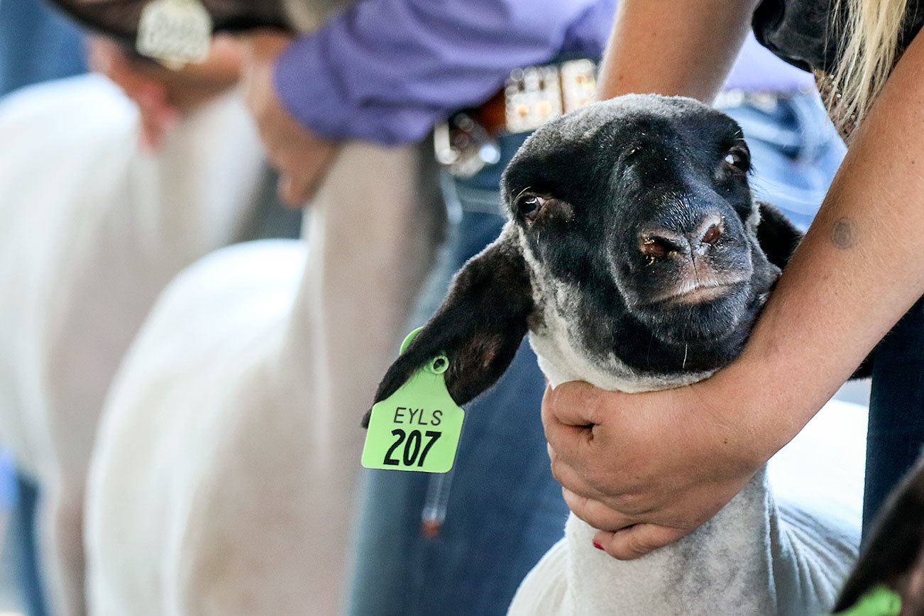 Animals steal the show on the Evergreen State Fair’s first day ...