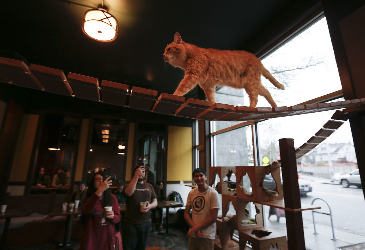 Enjoy the perfect pairing of cats and coffee at new cafe | HeraldNet.com