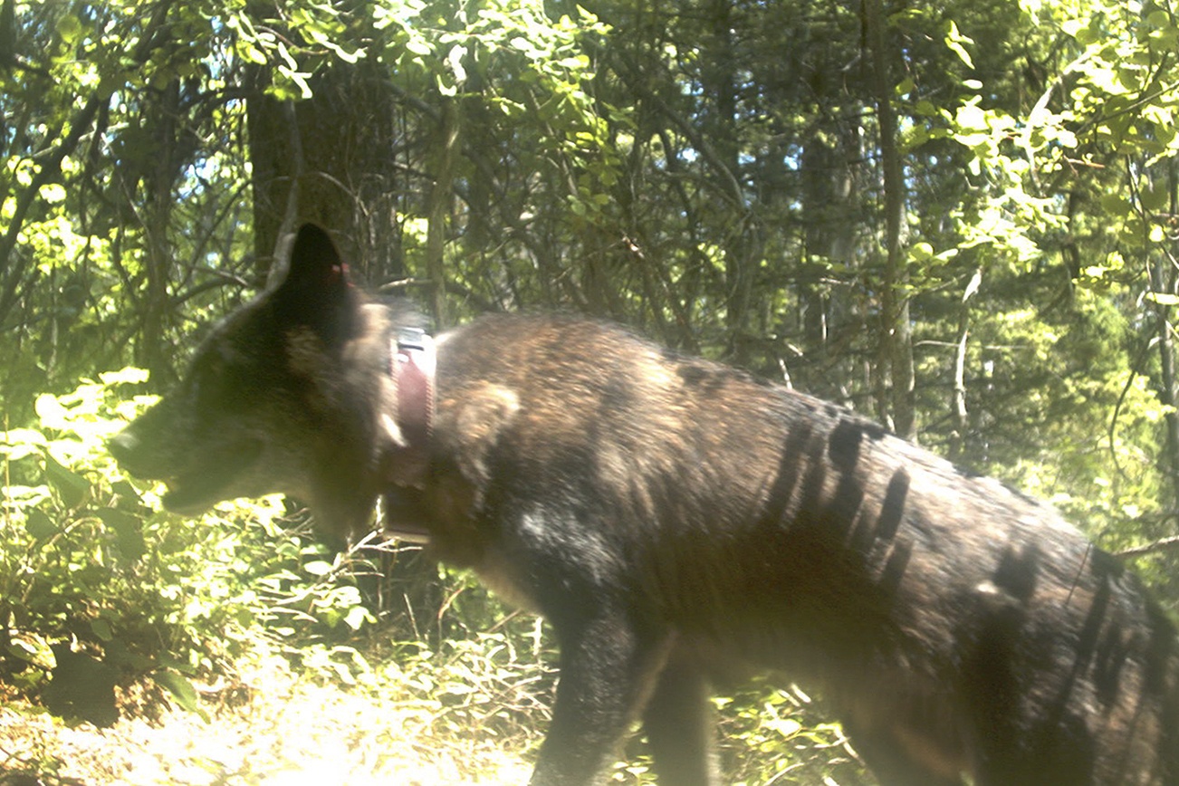State will shoot 11 wolves and pups after attacks on cattle | HeraldNet.com