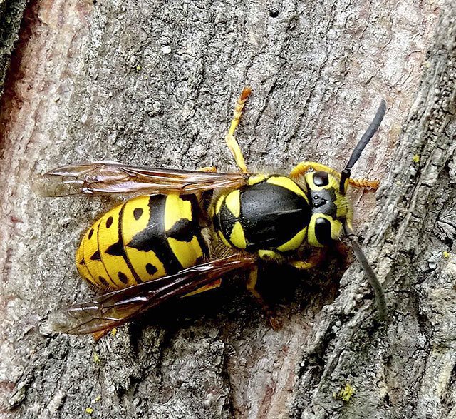 Believe it or not, skeeter-munching yellow jackets are our friends | HeraldNet.com