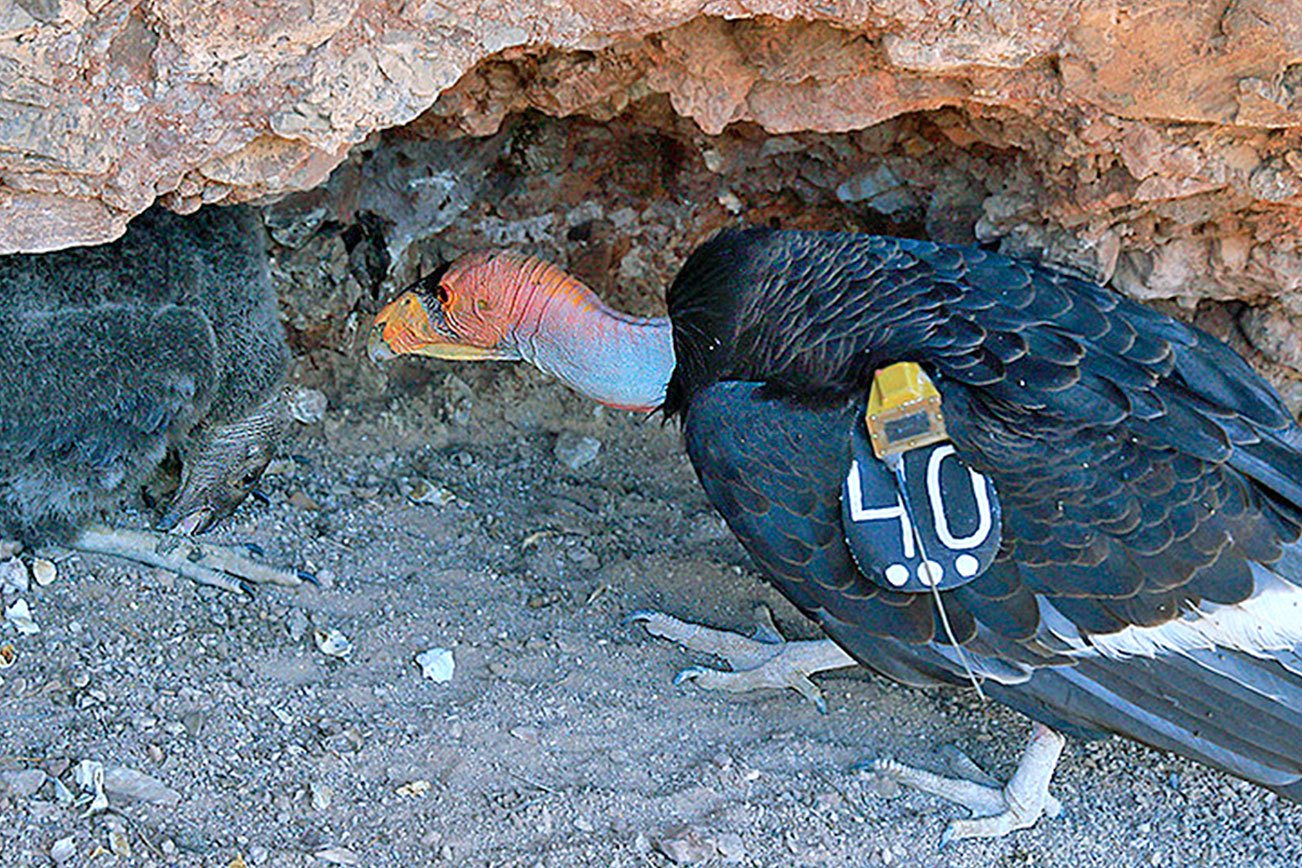 Condor chick born in wild flies from nest at California park ...