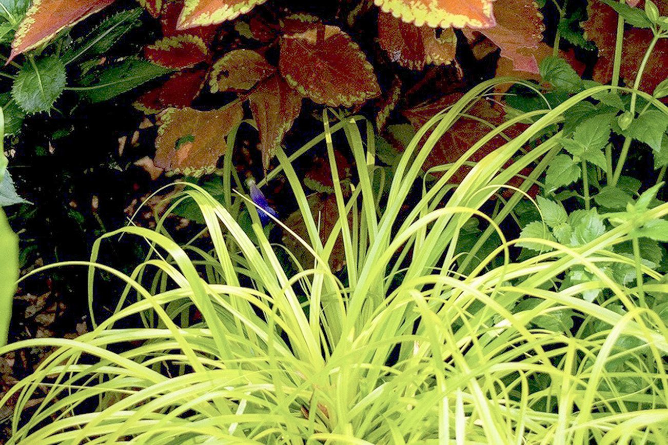 Must-have Everillo grass offers year-round beauty | HeraldNet.com