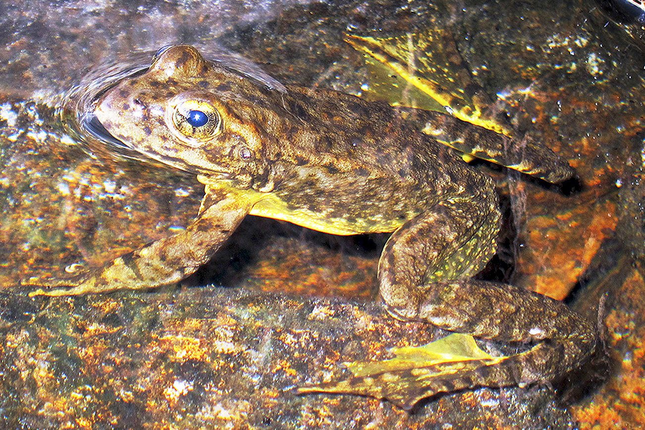 Scientists: Endangered frog rebounding in Yosemite park | HeraldNet.com