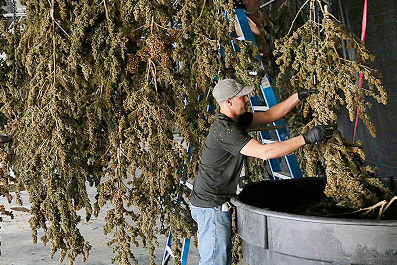 The pot train could still go off the tracks, and here’s how | HeraldNet.com