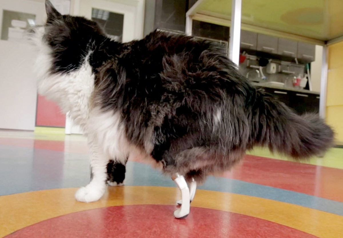 Pooh the cat gets a pair of bionic legs in Bulgaria | HeraldNet.com