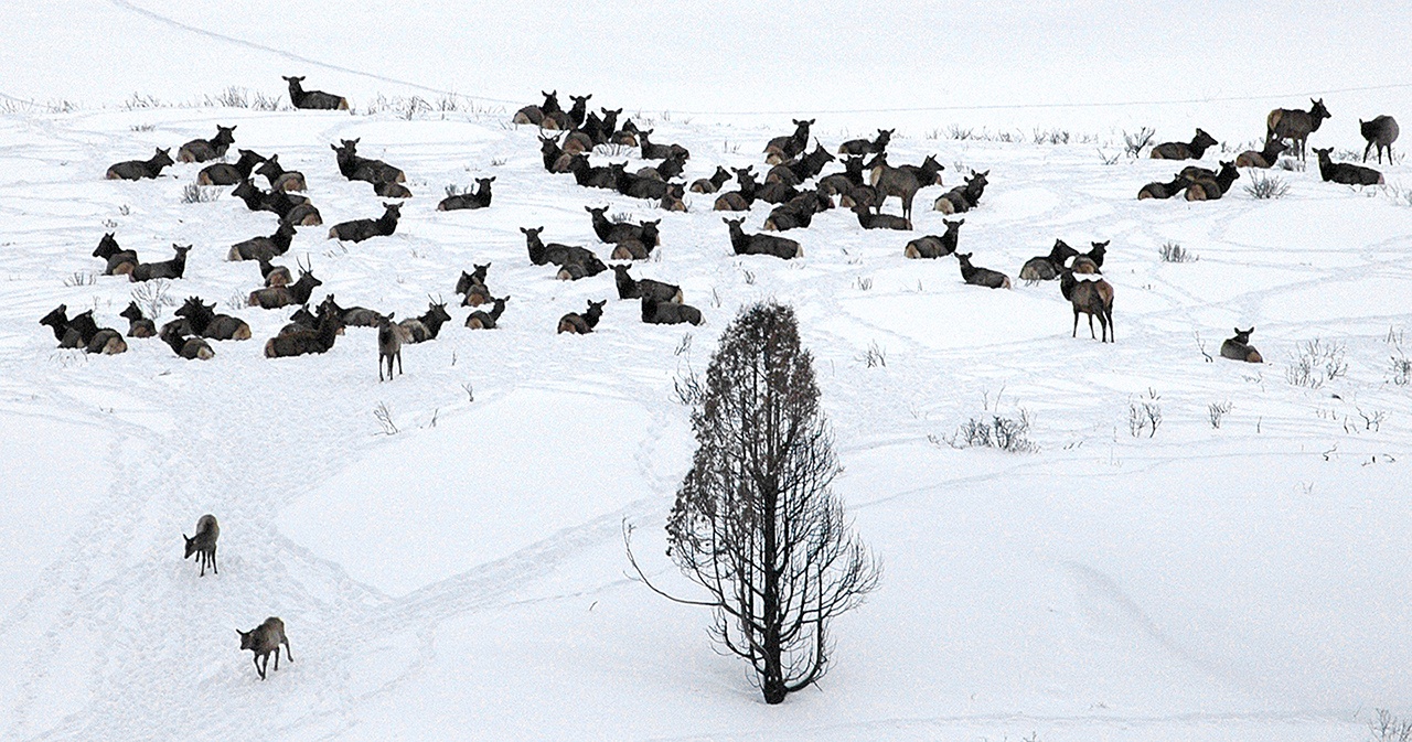 Stampede! Drone causes 1,500 elk to charge in Wyoming snow | HeraldNet.com