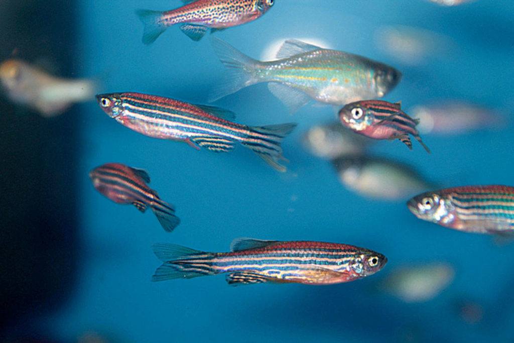 UW Bothell professor wins $549,000 grant for zebrafish research ...