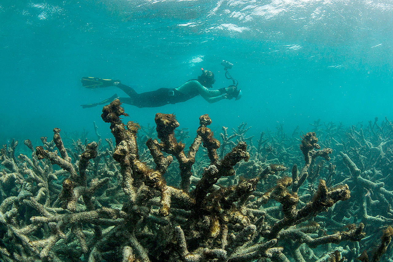 Scientists race to prevent wipeout of world’s coral reefs | HeraldNet.com