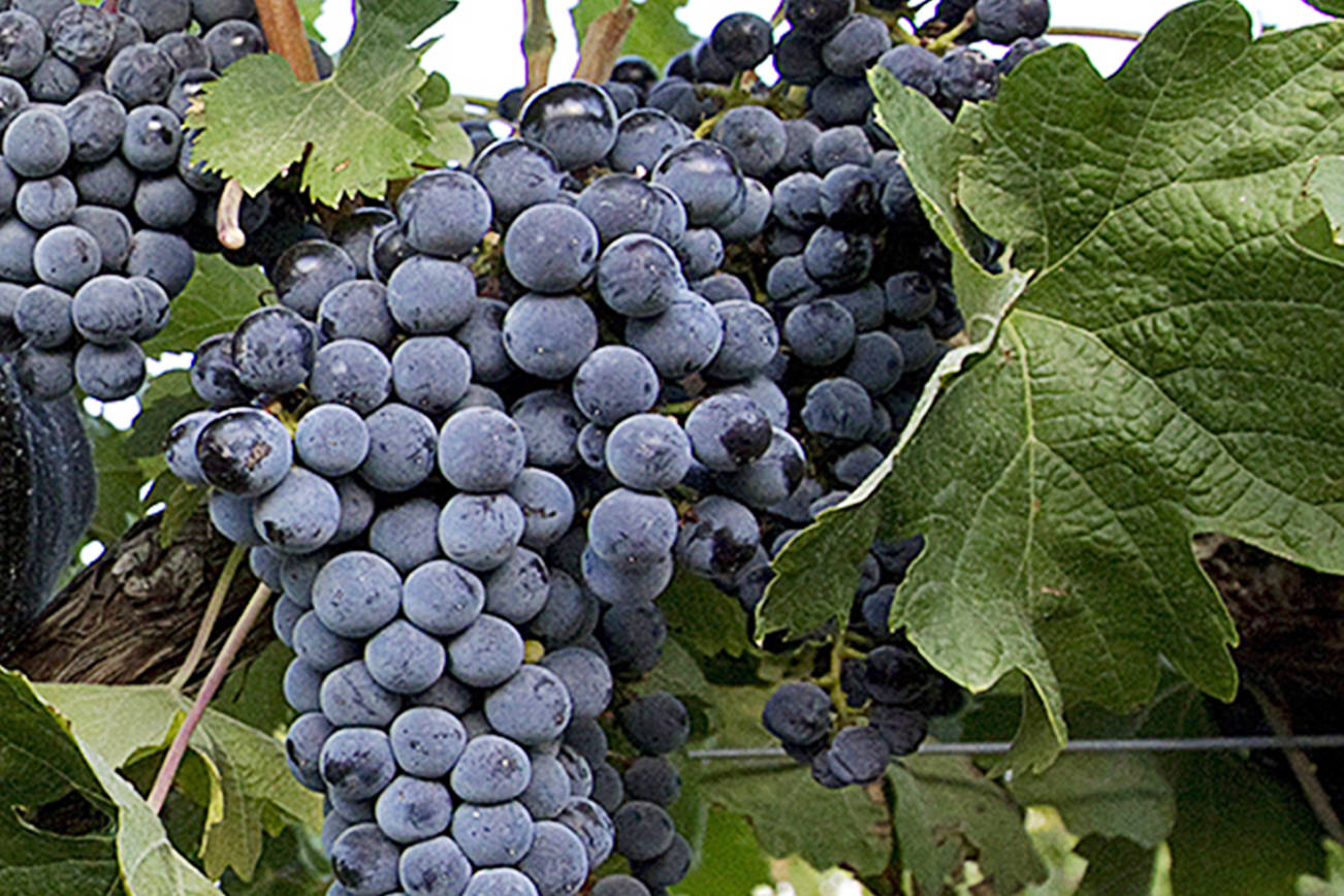 Washington produces record wine grapes crop in 2016 | HeraldNet.com