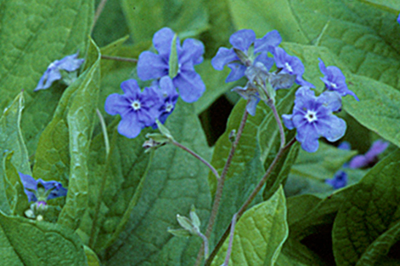 Great Plant Picks: Omphalodes verna aka creeping forget-me-not ...