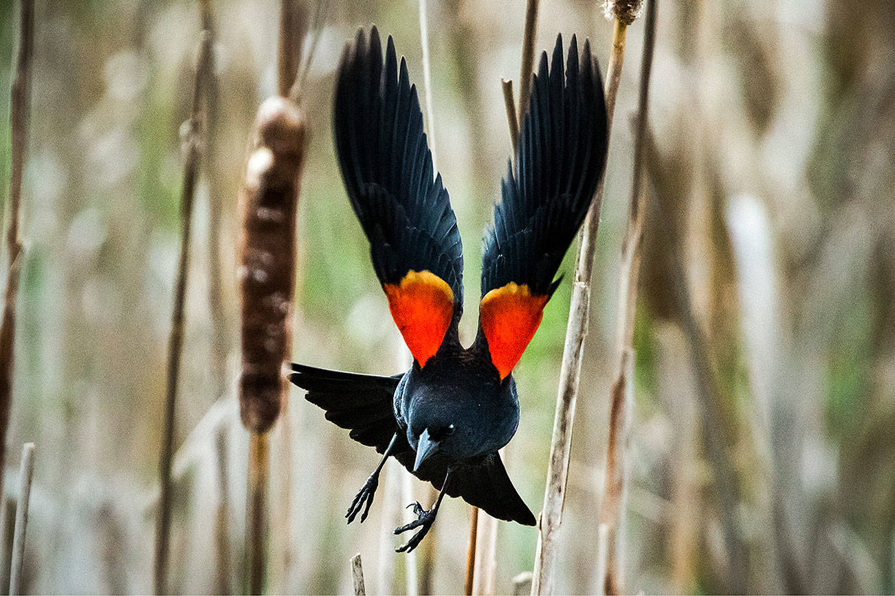 Herald photos of the week | HeraldNet.com
