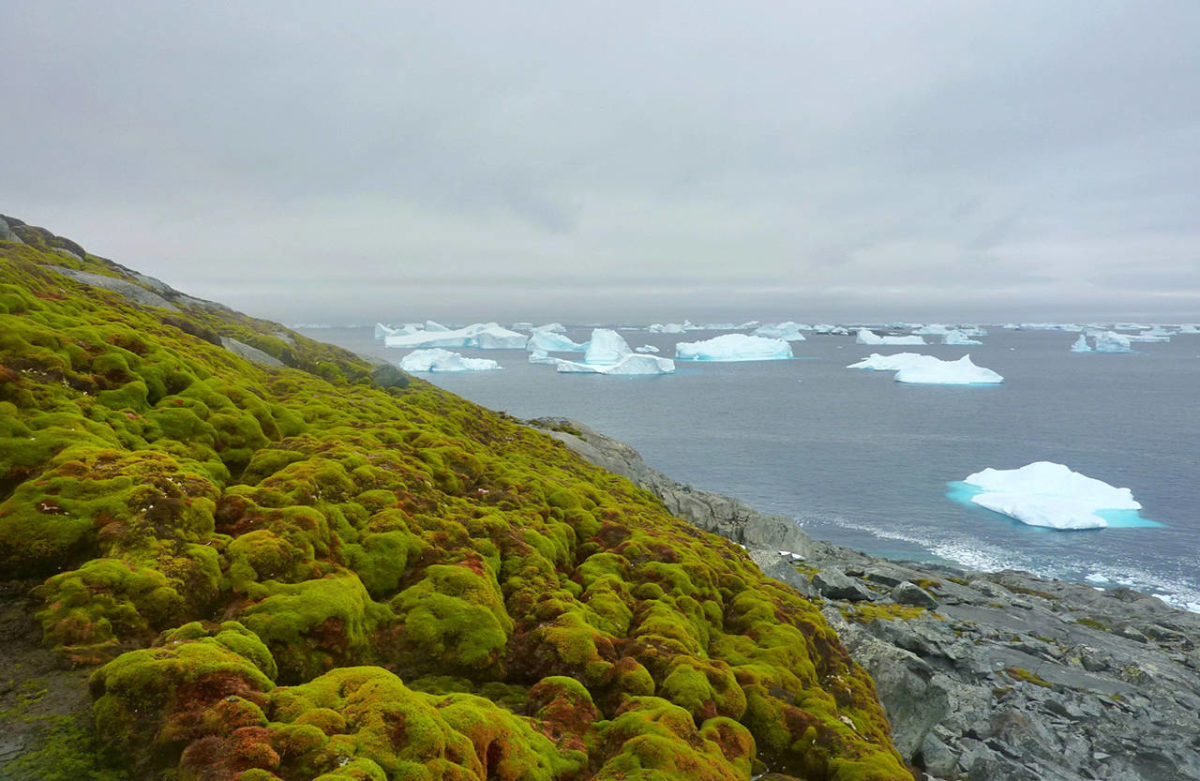 Thanks to global warming, Antarctica is turning green | HeraldNet.com