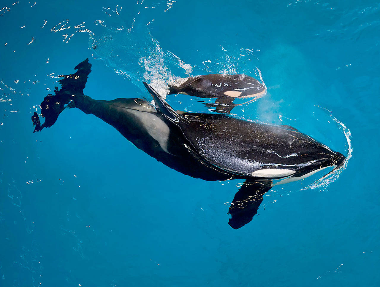 Last orca calf born in captivity at a SeaWorld park dies | HeraldNet.com