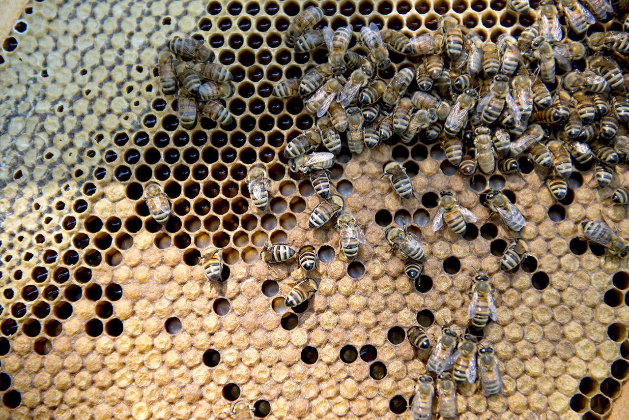 Good news for bees as numbers rise and mystery malady wanes | HeraldNet.com