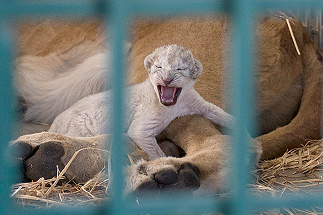Lion rescued from Syria zoo gives birth in Jordan reserve | HeraldNet.com