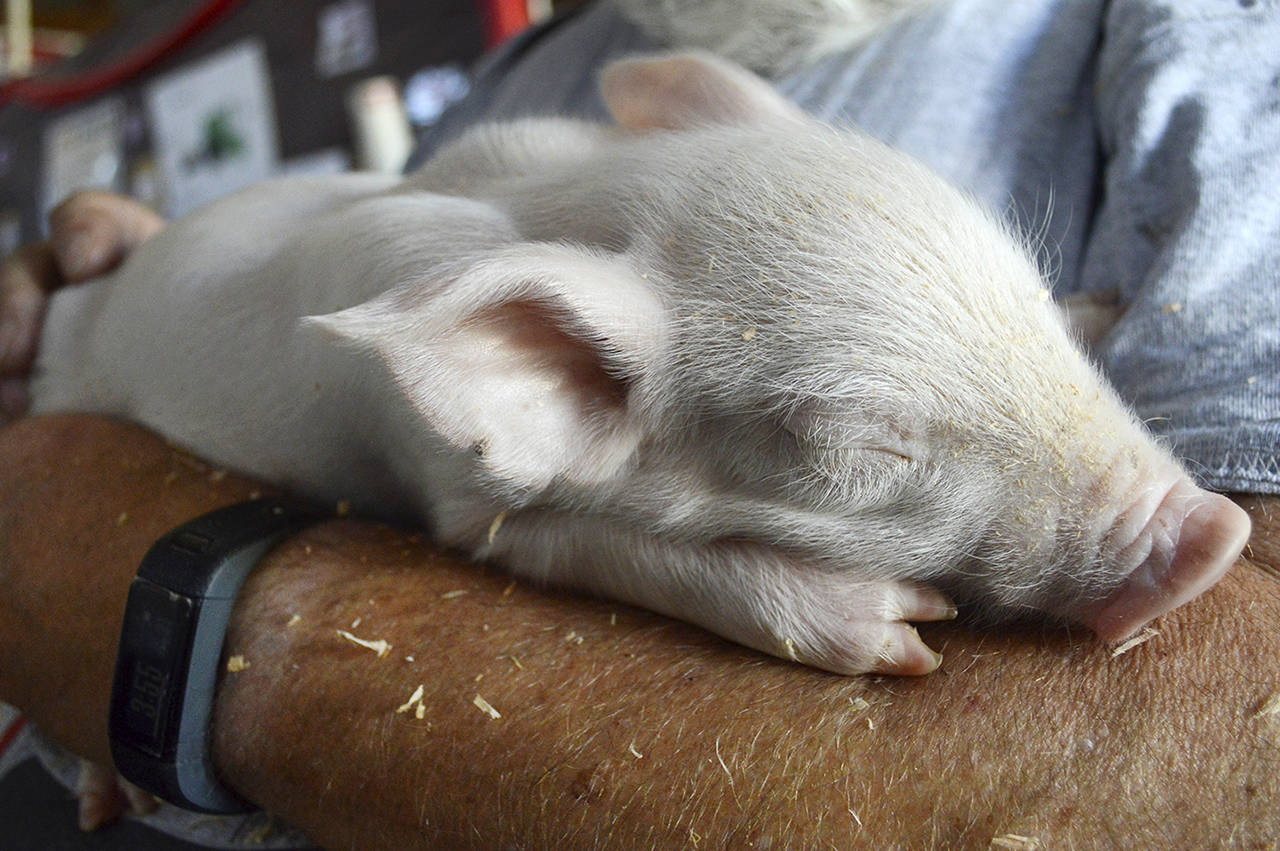 Kids willing to give up chance for prizes to save dying piglet ...