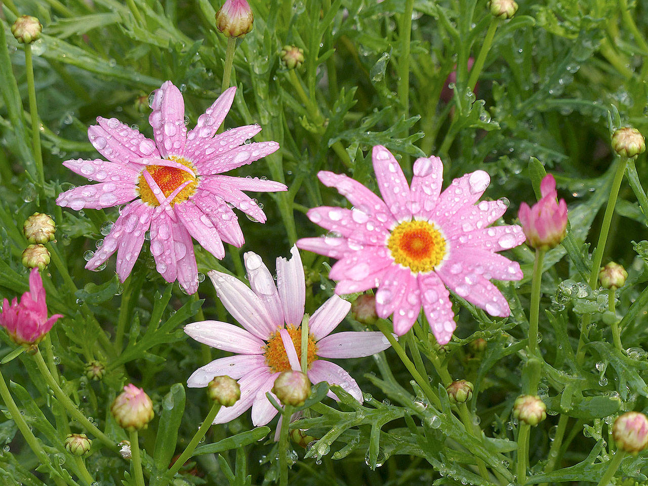 Plant of Merit: Argyranthemum frutescens, marguerite daisy | HeraldNet.com