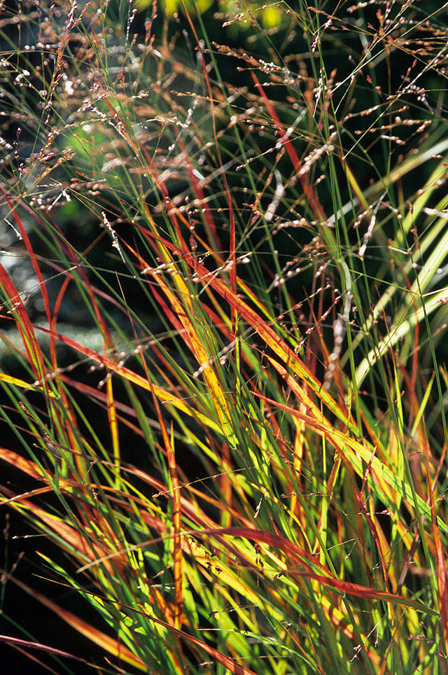 Great Plant Pick: Panicum virgatum ‘Rotstrahlbusch’ | HeraldNet.com