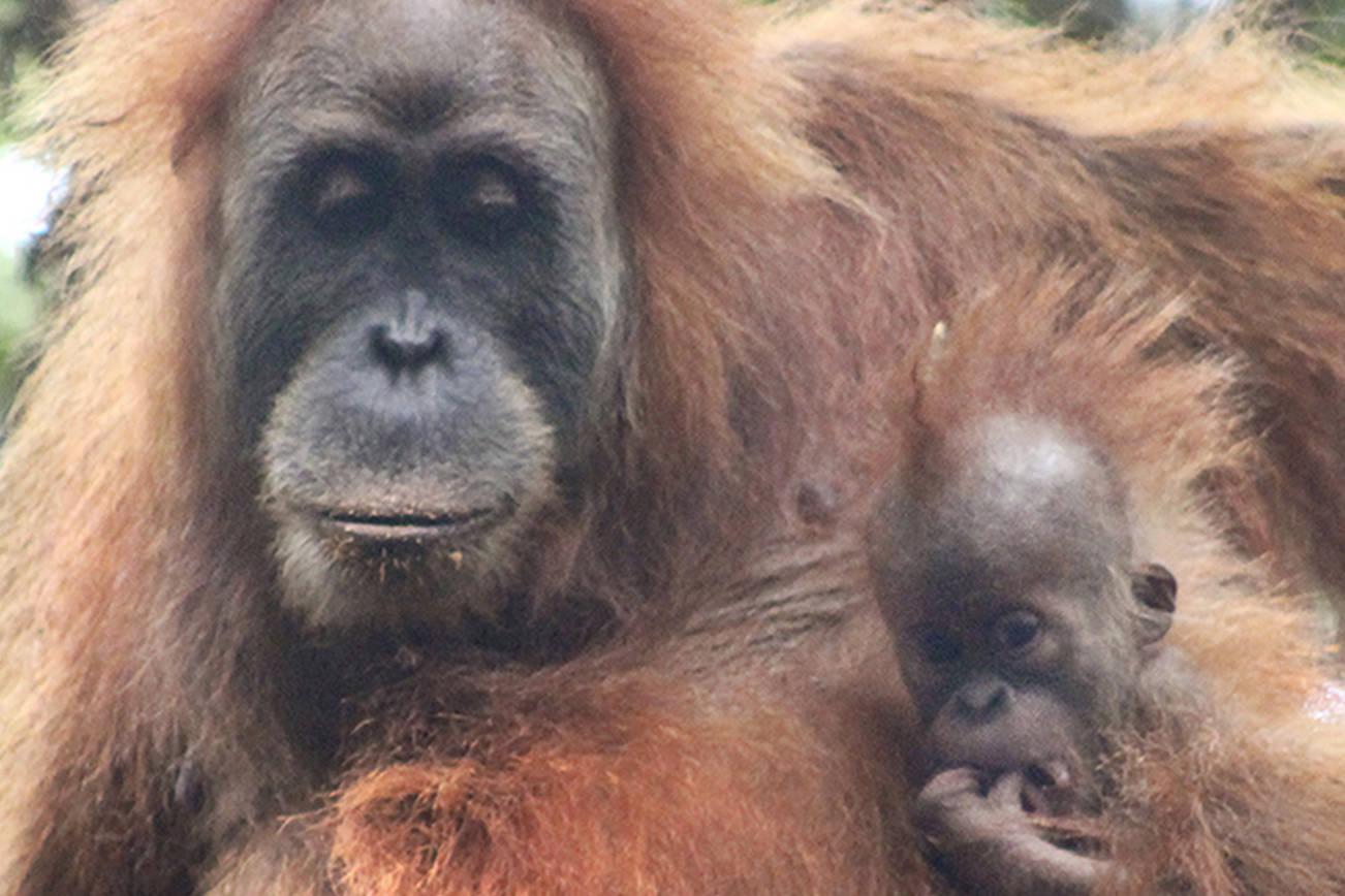 Frizzy-haired, smaller-headed orangutan may be new great ape ...