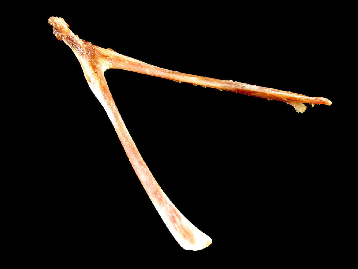 The best wishbone hacks to help you win at Thanksgiving | HeraldNet.com