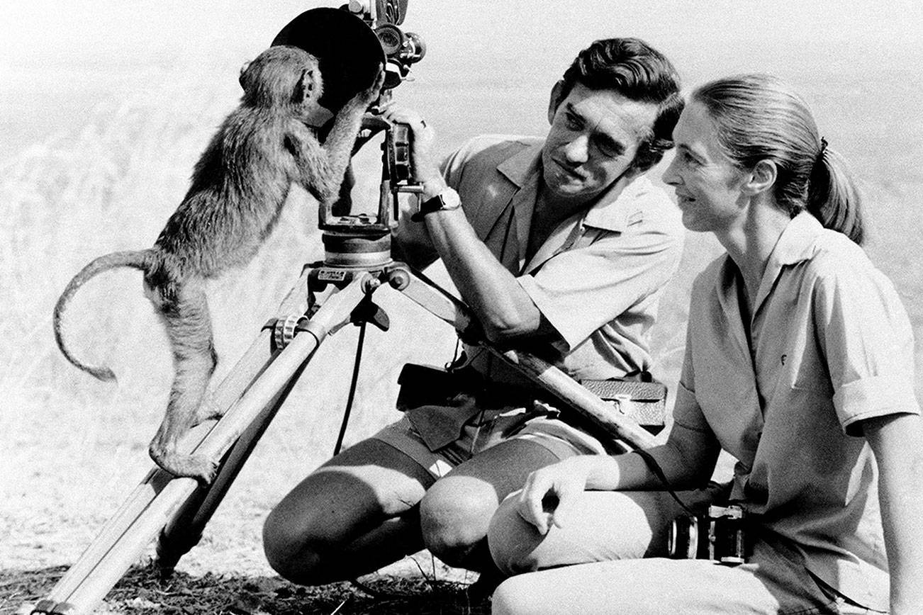 Jane Goodall National Geographic 1963