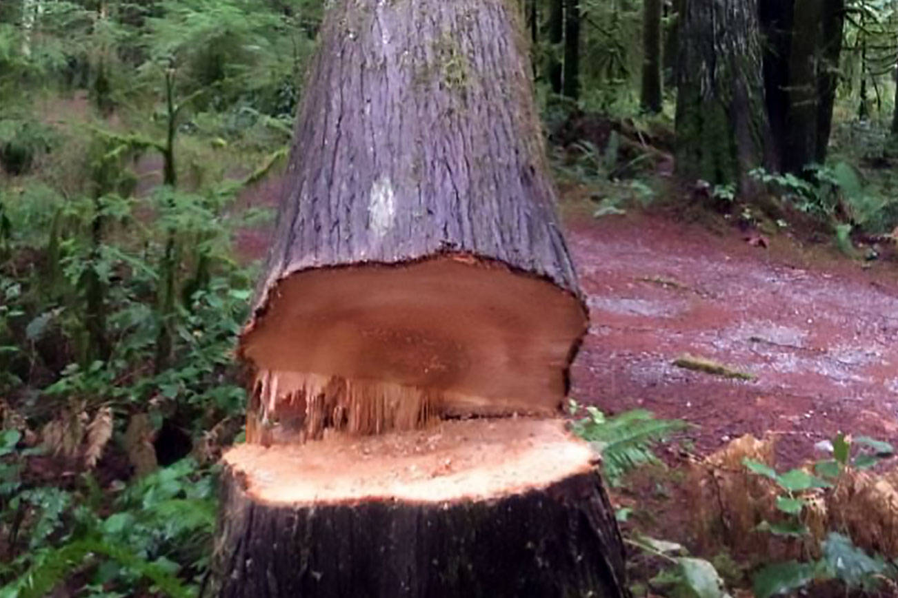 106-year-old cedar illegally cut down in park near Darrington ...