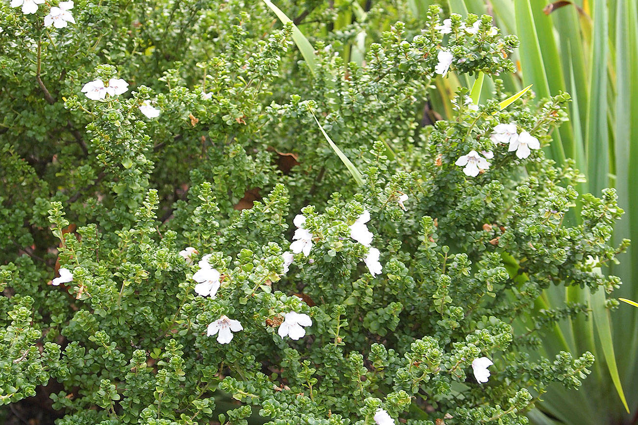 Great Plant Pick: Prostanthera cuneata, alpine mint bush | HeraldNet.com