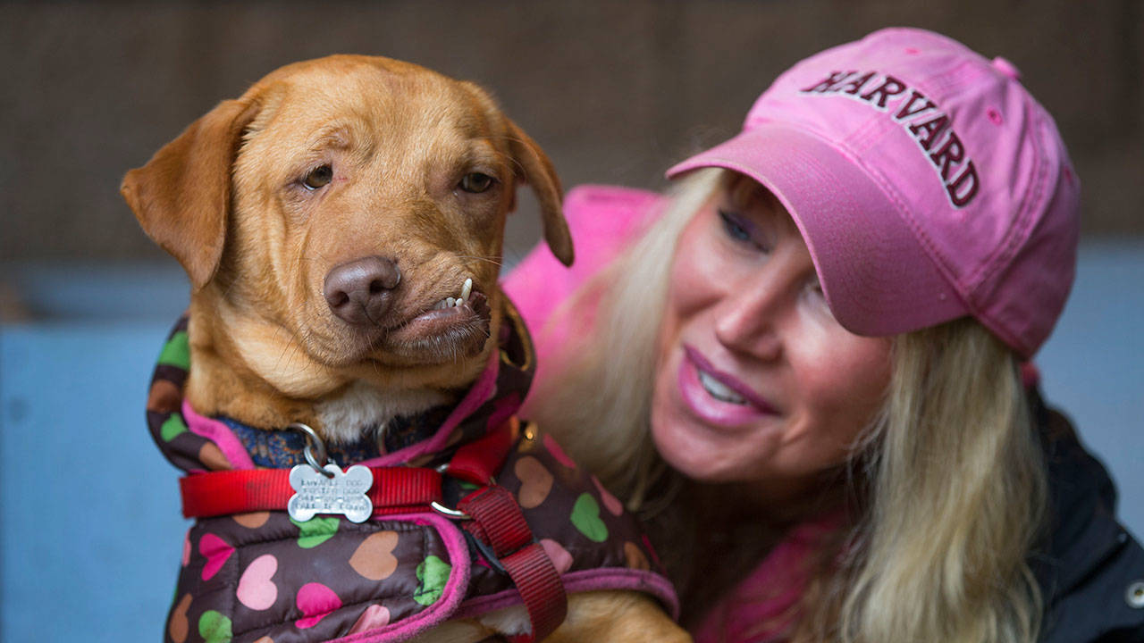 Celebrity dog Picasso honored for overcoming tough odds | HeraldNet.com