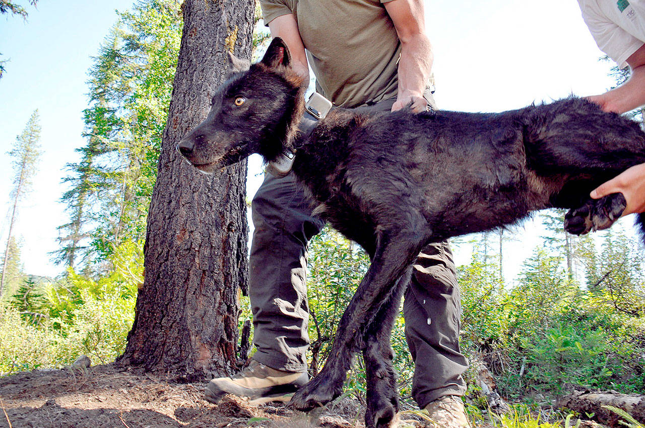 States’ wolf population surge slows, worrying advocates | HeraldNet.com