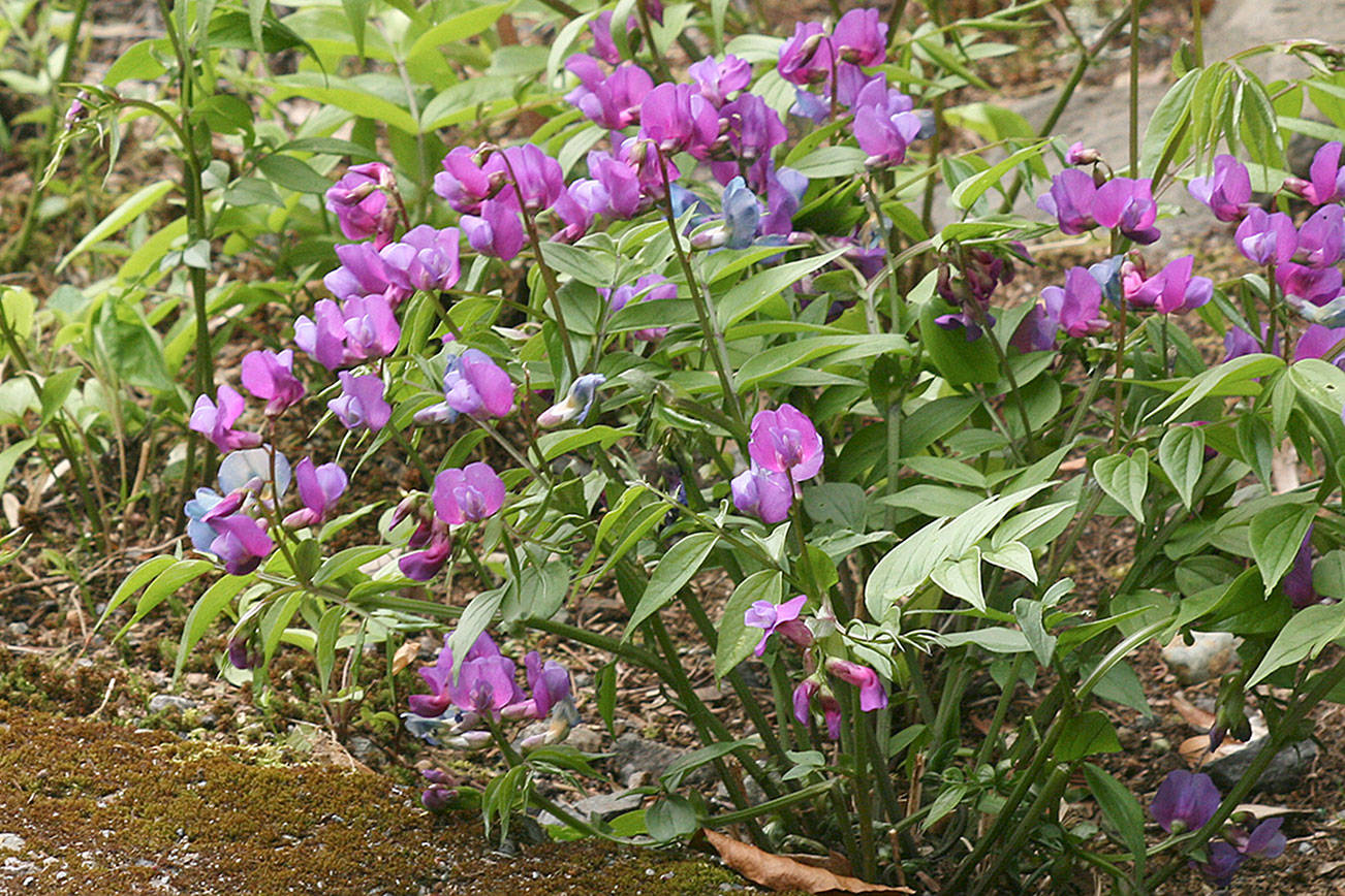 Great Plant Pick: Lathyrus vernus, spring vetchling | HeraldNet.com