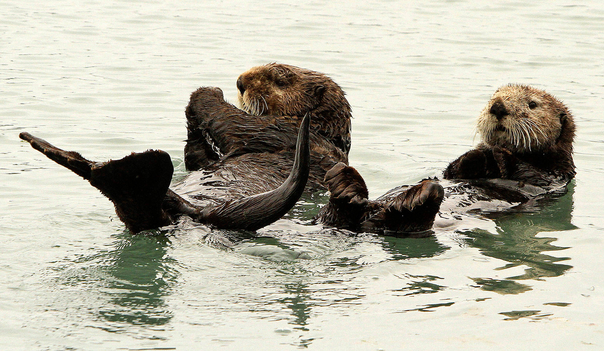 Sea Otters Eating Using Rock