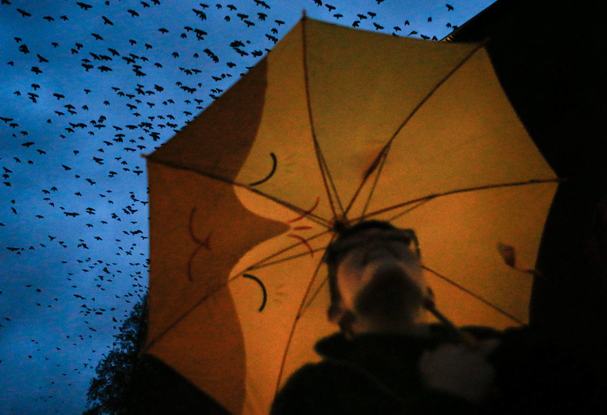 Today’s Pub Night Talk at McMenamins will be all about crows ...