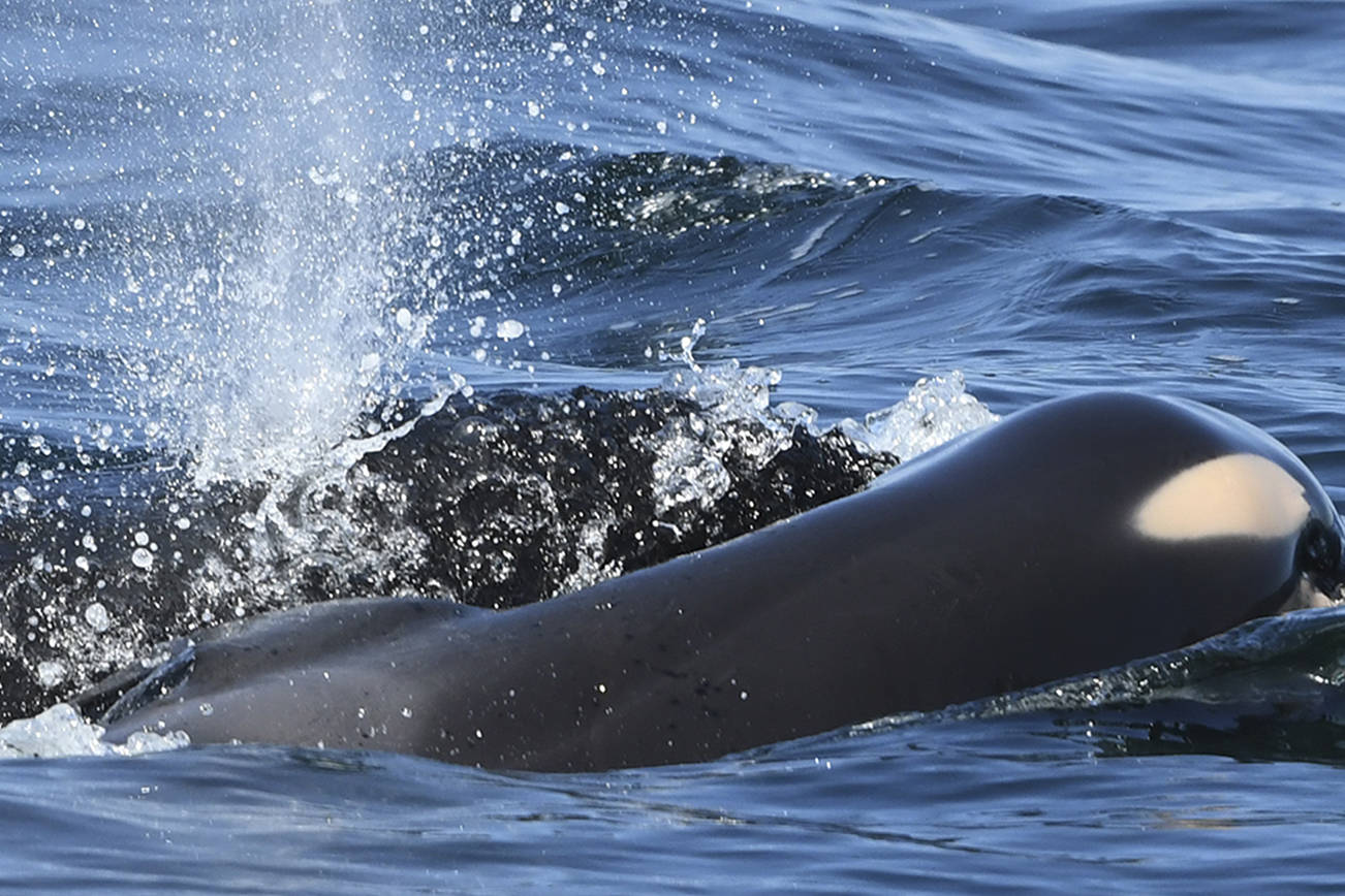 Orca whale continues grieving ritual a sixth day | HeraldNet.com