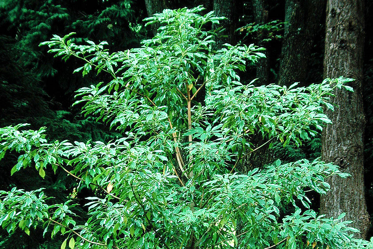 Great Plant Pick: Trochodendron aralioides, wheel tree | HeraldNet.com