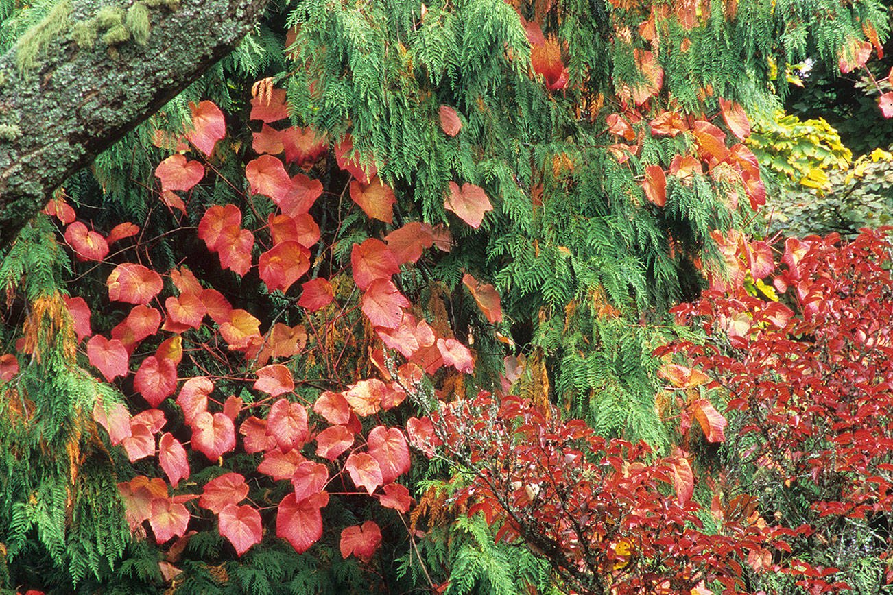 Great Plant Picks: Vitis coignetiae, crimson glory vine | HeraldNet.com