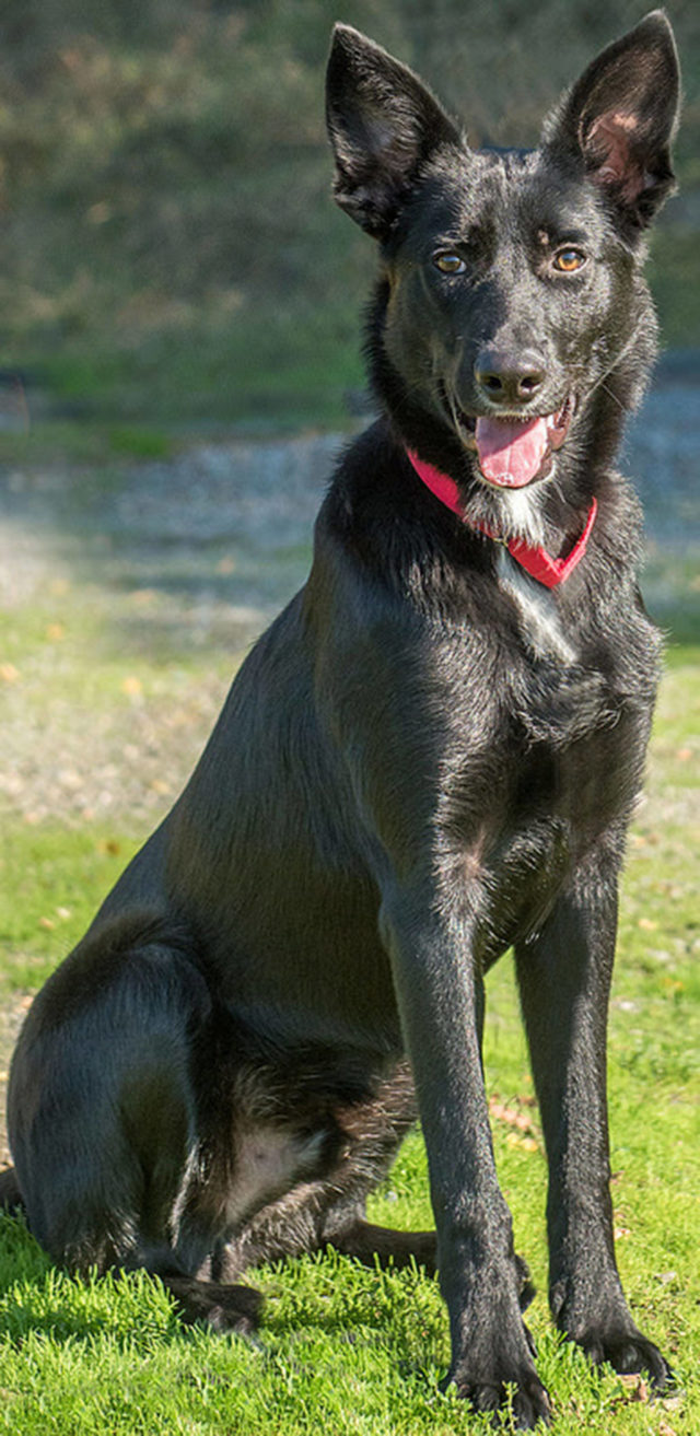 Adopt special needs dogs, regular needs cats, and a bunny | HeraldNet.com