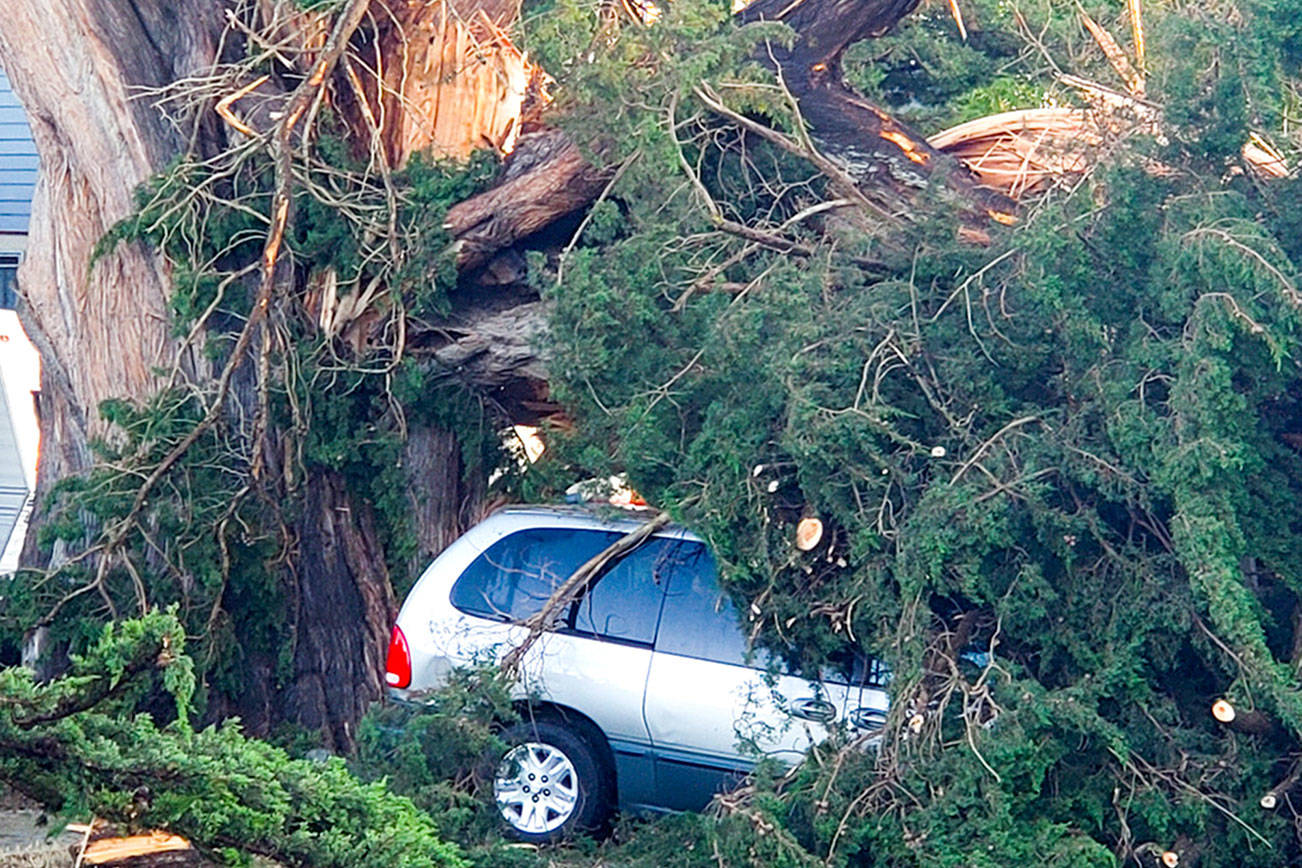 Fate of massive Port Townsend tree, 150, in air after storm | HeraldNet.com