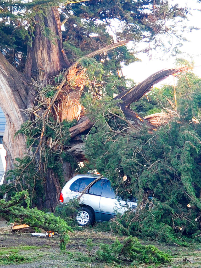Fate of massive Port Townsend tree, 150, in air after storm | HeraldNet.com