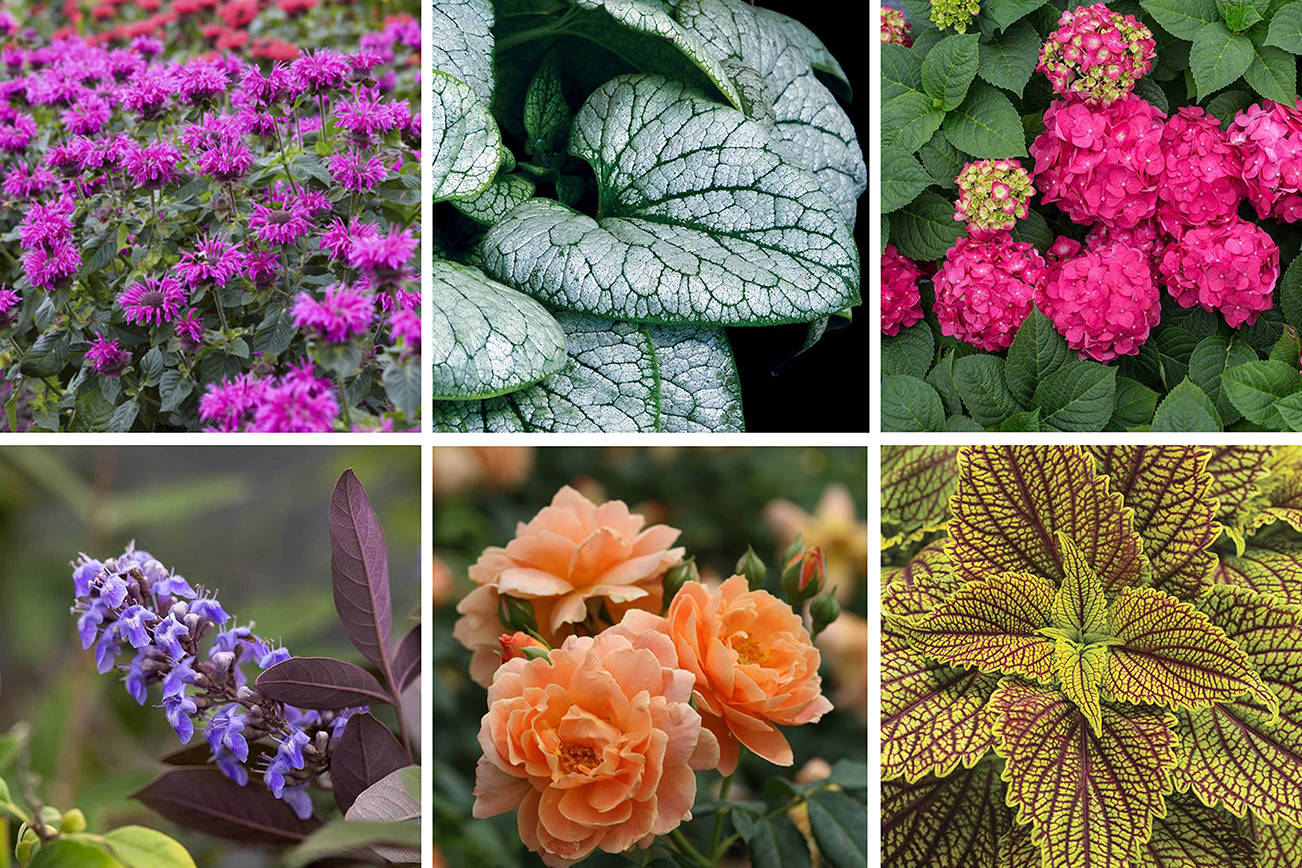 Here are 6 must-have spring plants that are new for 2019 | HeraldNet.com