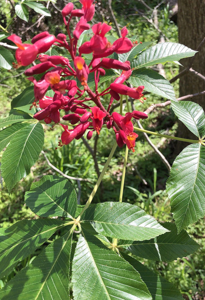 Plant red buckeyes to attract hummingbirds and butterflies | HeraldNet.com