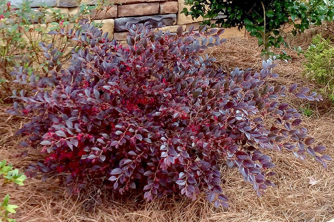 Dwarf Loropetalum