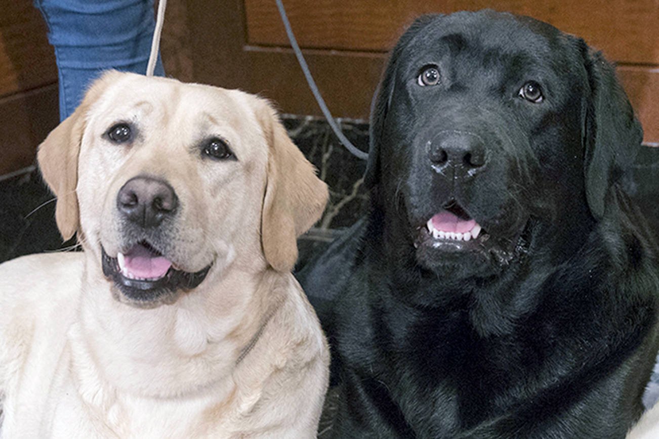 Labrador retriever most popular US dog breed for 28th year | HeraldNet.com