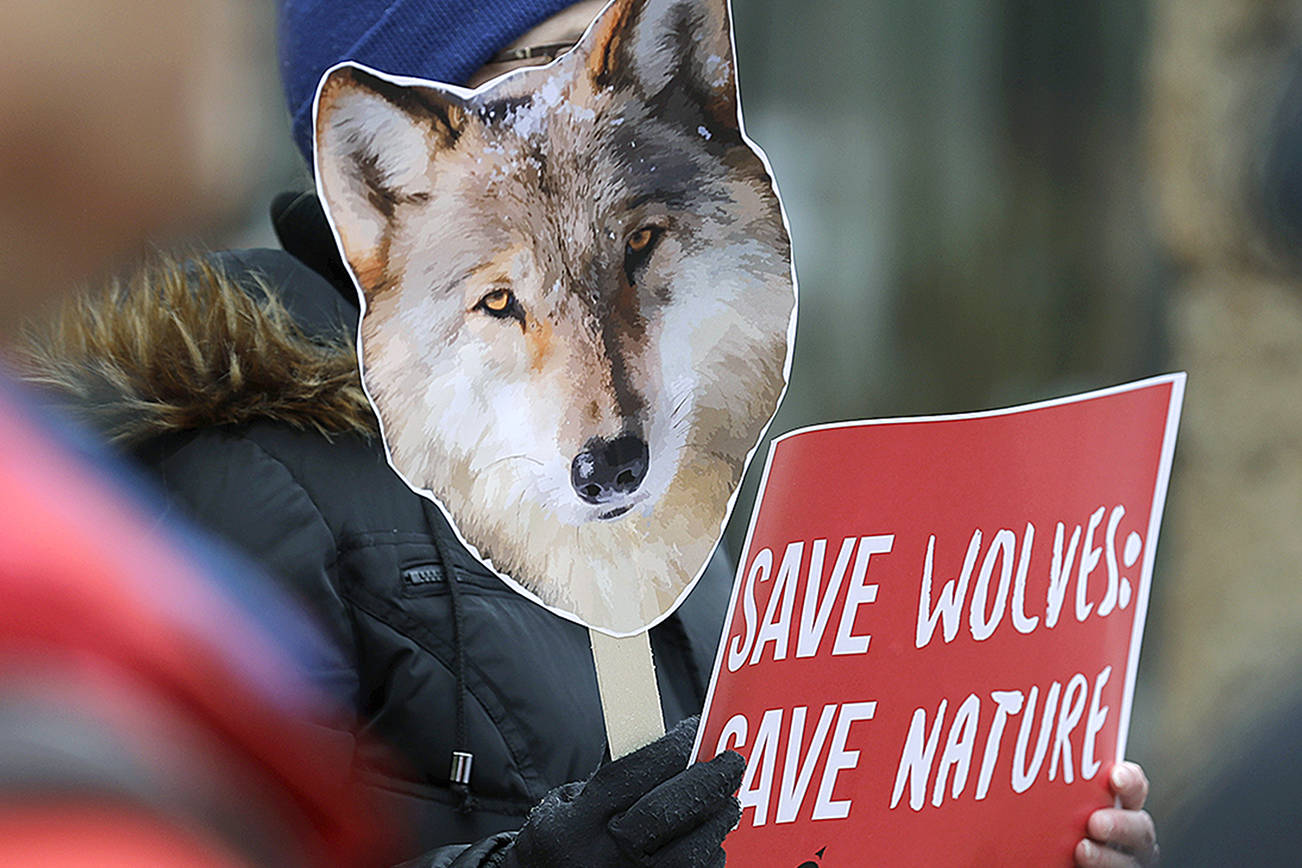 State official supports delisting wolves in all Washington | HeraldNet.com