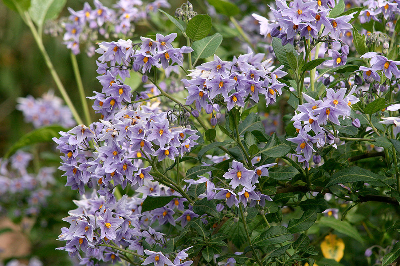 Great Plant Pick: Chilean potato vine | HeraldNet.com