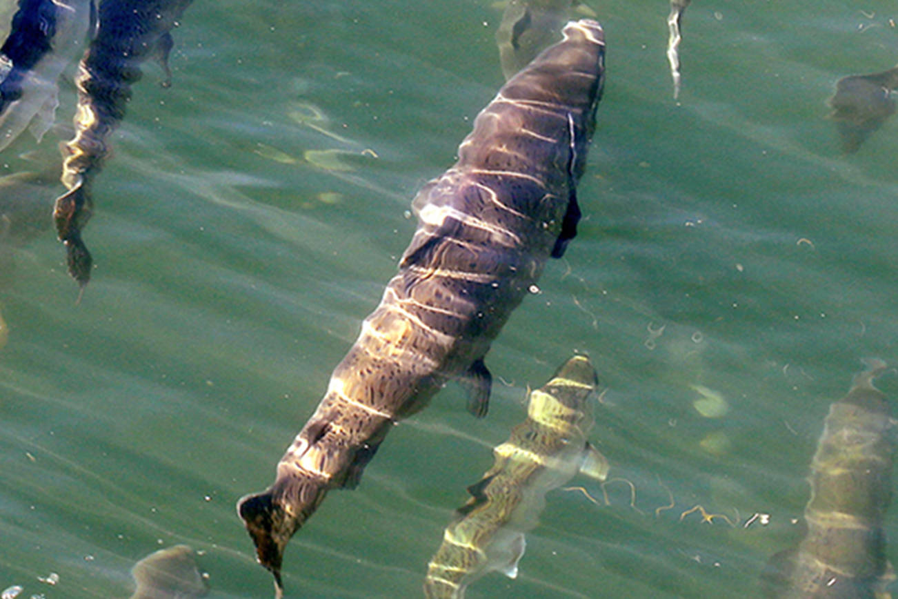 Scientists monitoring new marine heat wave off West Coast | HeraldNet.com