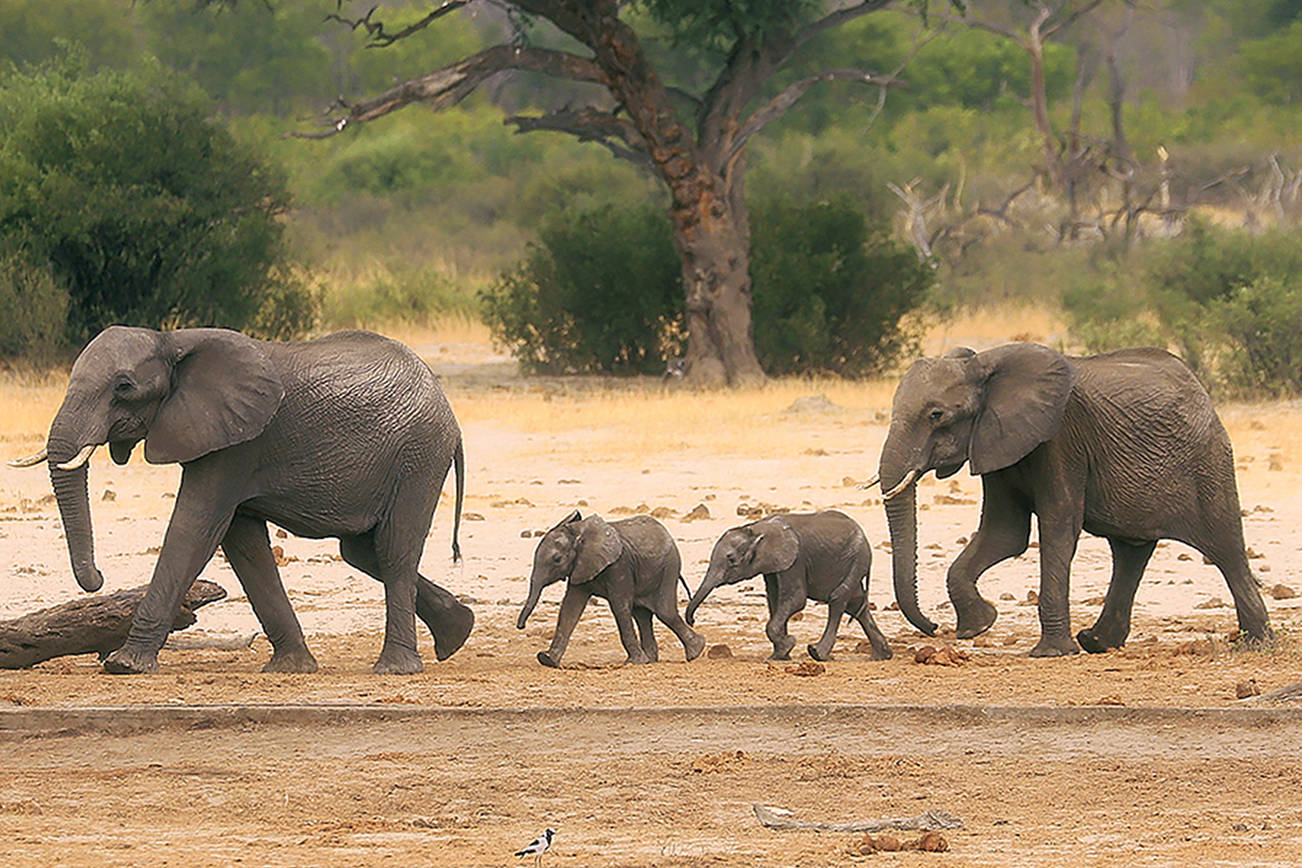 Zimbabwe Says 200 Elephants Have Now Died Amid Drought