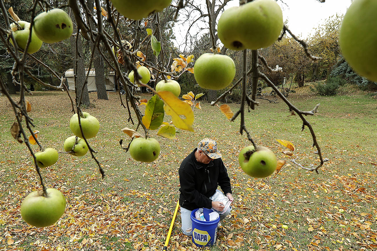Apple sleuths hunt Northwest for varieties believed extinct | HeraldNet.com