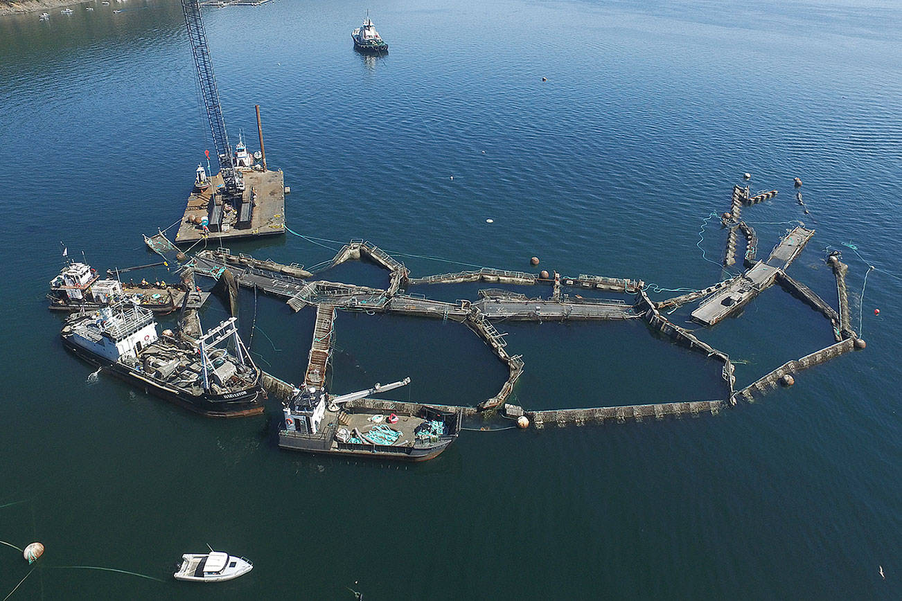 Cooke Aquaculture to pay $2.75M over net-pen collapse | HeraldNet.com