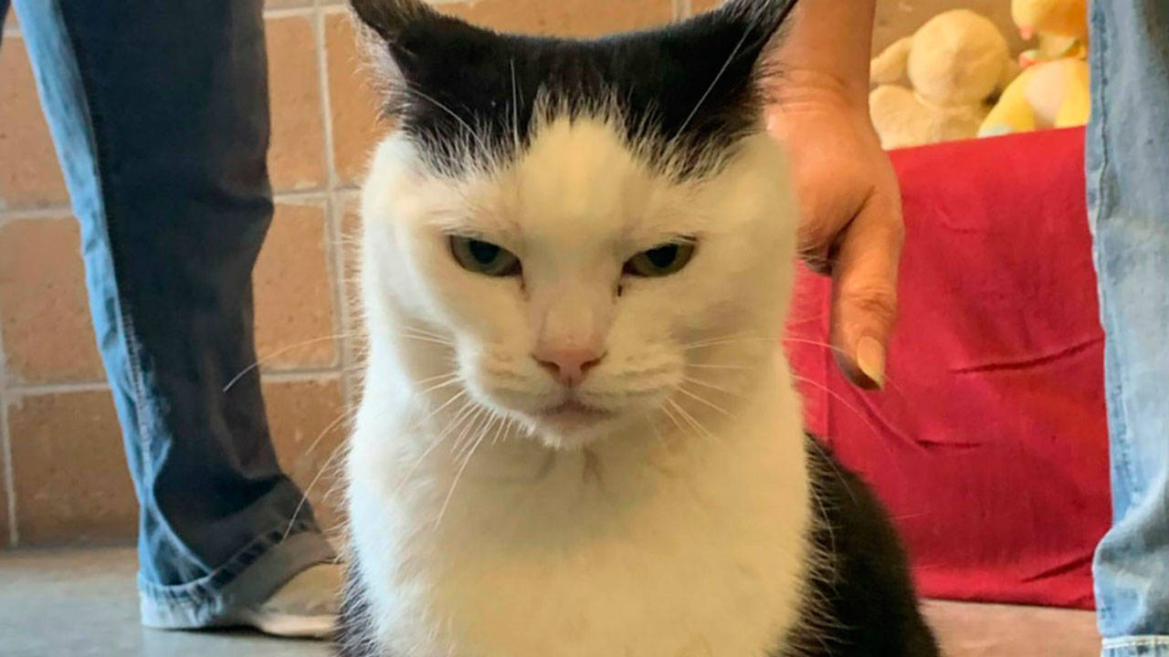 Animal shelter says ‘world’s worst cat’ is up for adoption | HeraldNet.com