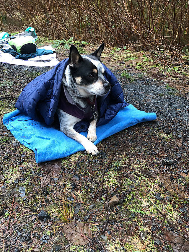 Before you hit the trail with Fido, train your hiker dog | HeraldNet.com